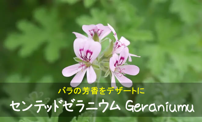 【センテッドゼラニウム】育て方、効果・効能など | ハーブのホームページ